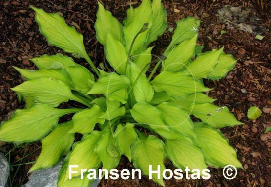 Hosta Lady Guinevere - Fransen Hostas